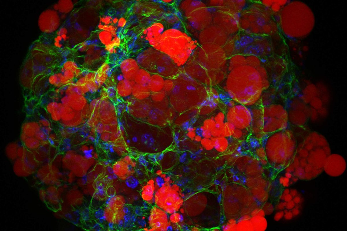 Cell and Tissue Engineering | Biointerfaces Institute / University of ...