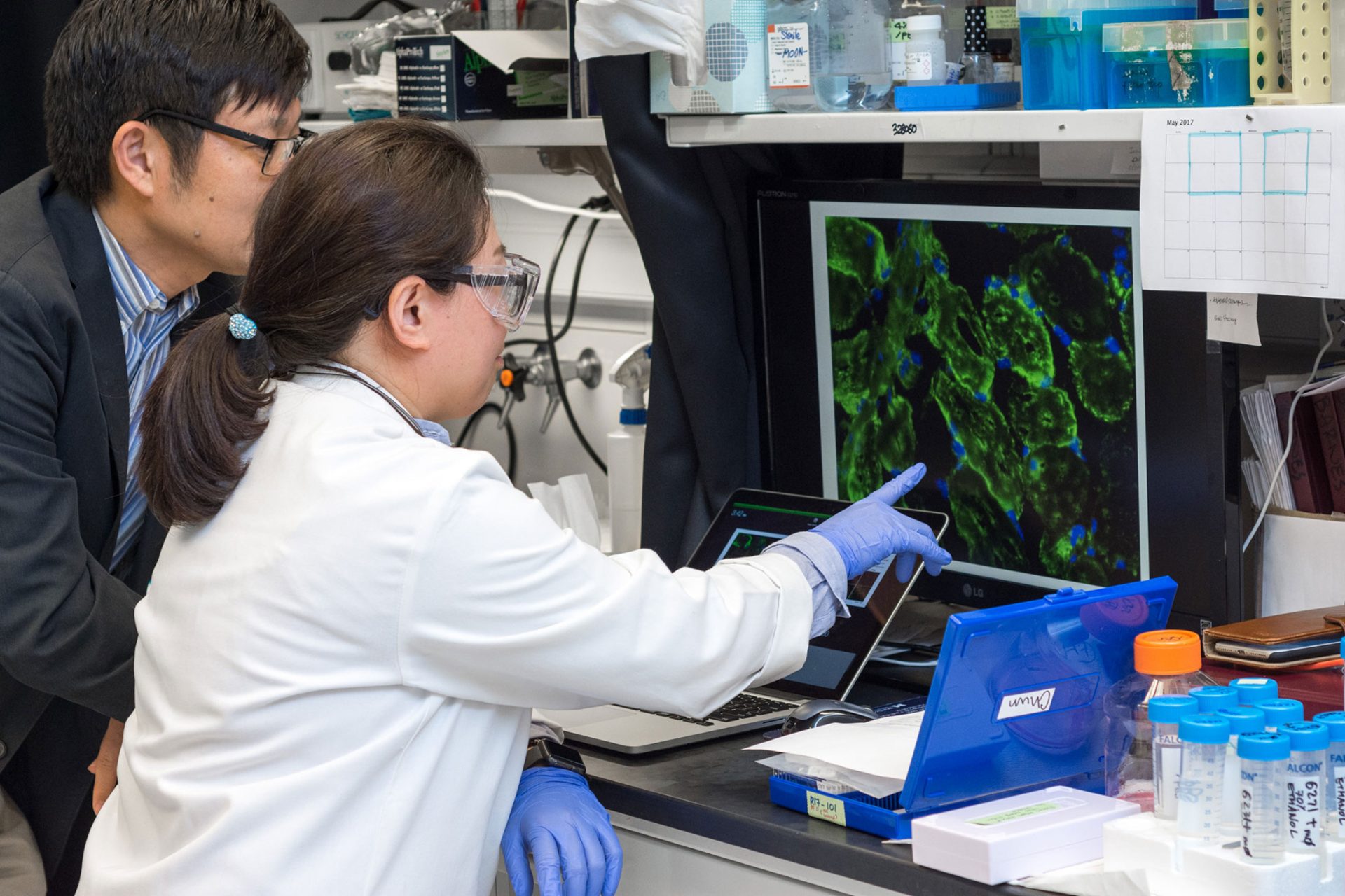 Cell and Tissue Engineering | Biointerfaces Institute / University of ...