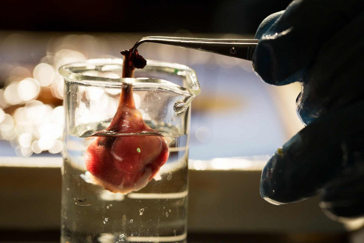 Neural Engineering | Biointerfaces Institute / University of Michigan